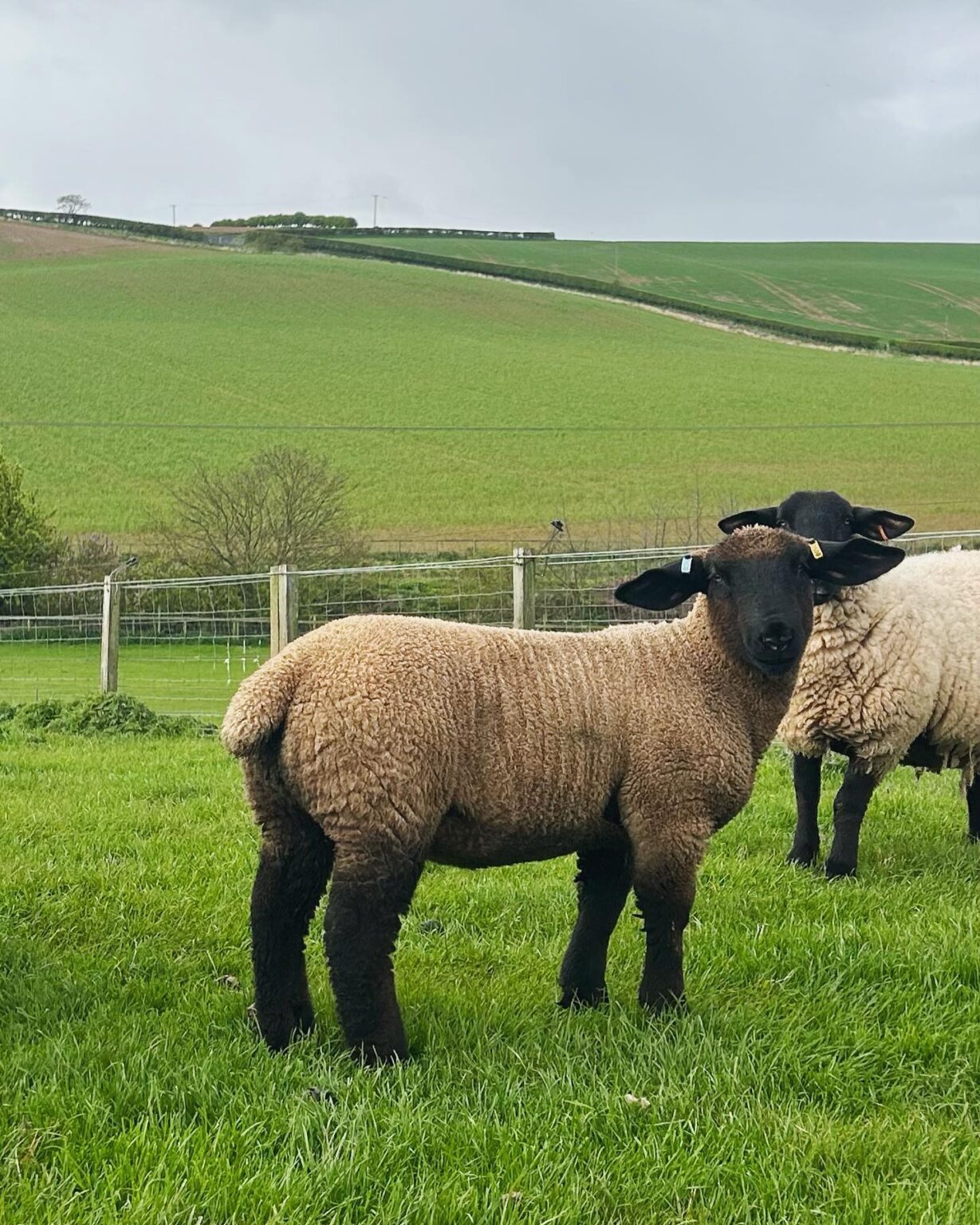 10 Best Sheep Breeds for Meat to Raise (with Pictures)