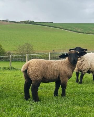 10 Best Sheep Breeds for Meat to Raise (with Pictures)