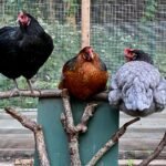 10 Genius Chicken Roost Ideas Your Flock Will Love