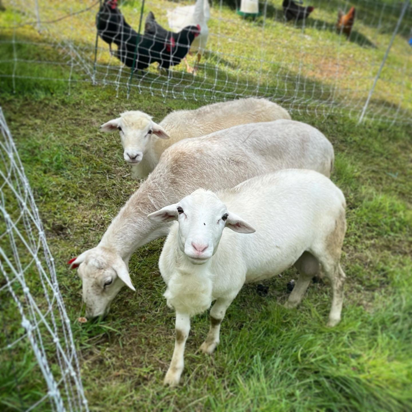 10 Best Sheep Breeds for Meat to Raise (with Pictures)