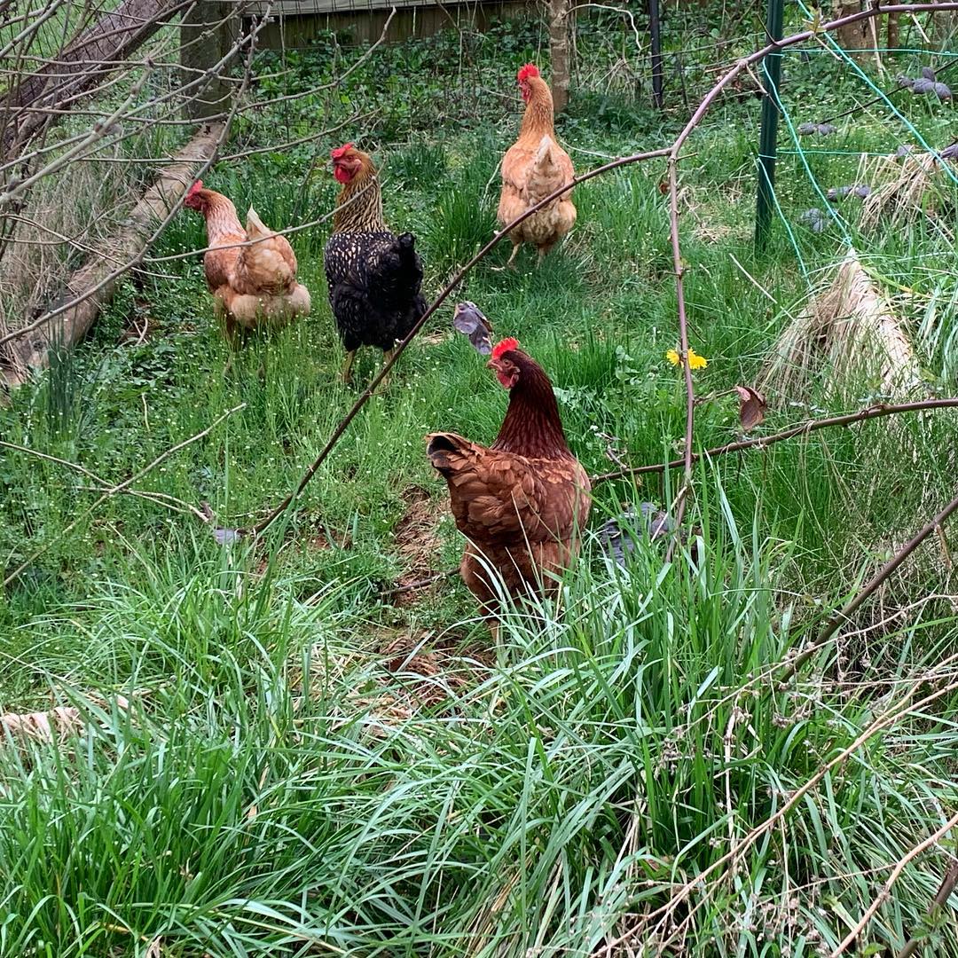 9 Proven Ways to Protect Chickens from Predators
