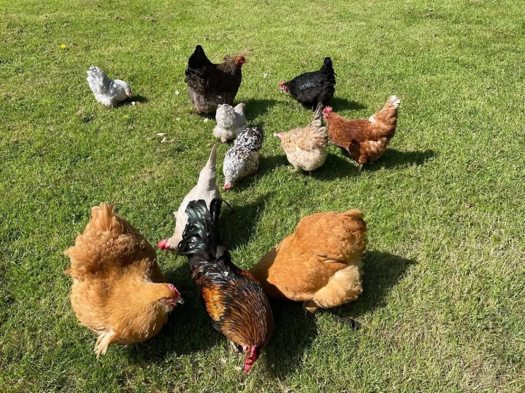 200+ Unique and Cool Chicken Names for Your Backyard Flock