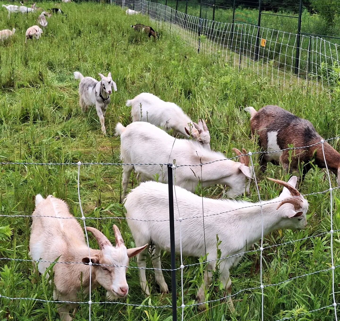 10 Best Grasses for Goats (With Benefits & Growing Tips)