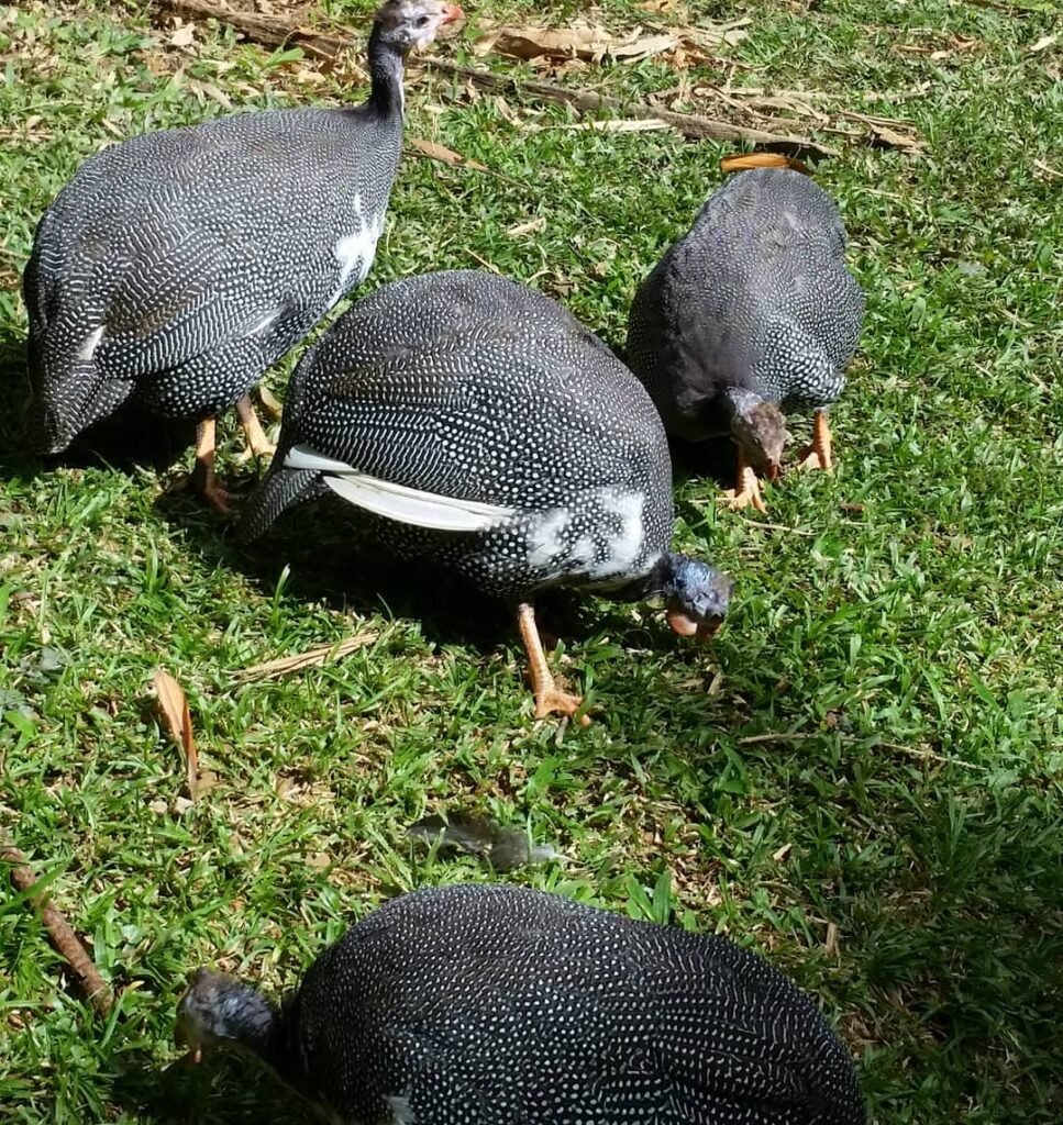 10 Amazing Guinea Fowl Benefits for Homesteads and Backyards