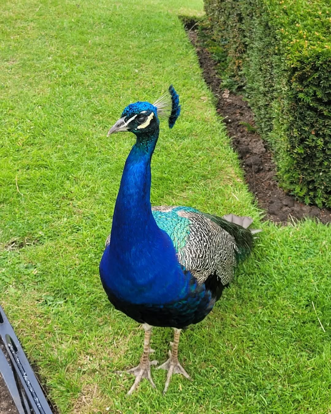 What Are Peacocks Good for on a Farm? Pros and Cons