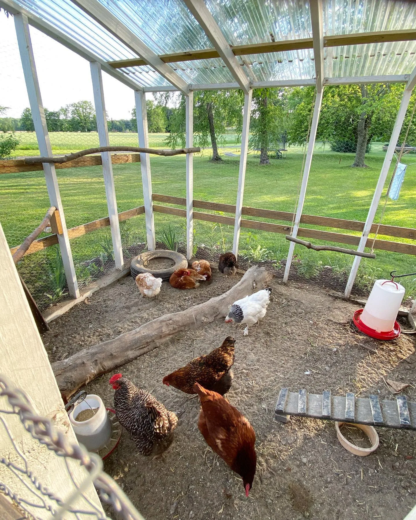 15 Best Chicken Run Ideas for Happy & Safe Backyard Flocks