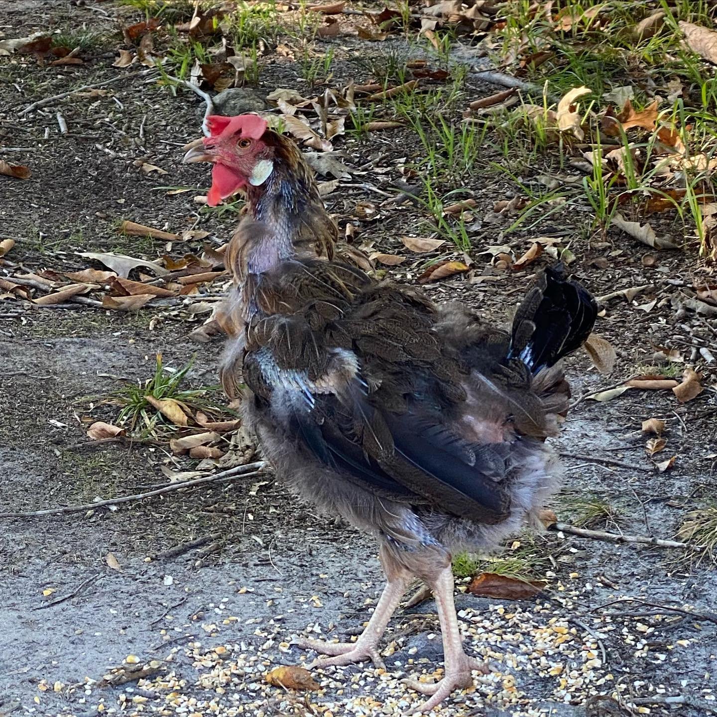 Why are Your Chickens Losing Feathers On Back By Tail (Let's Fix)