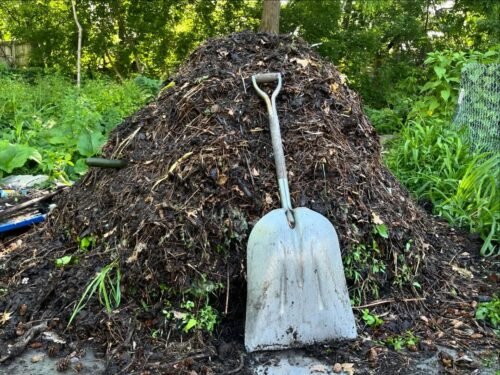 How to Compost Chicken Manure at Homestead: Step-by-Step Guide