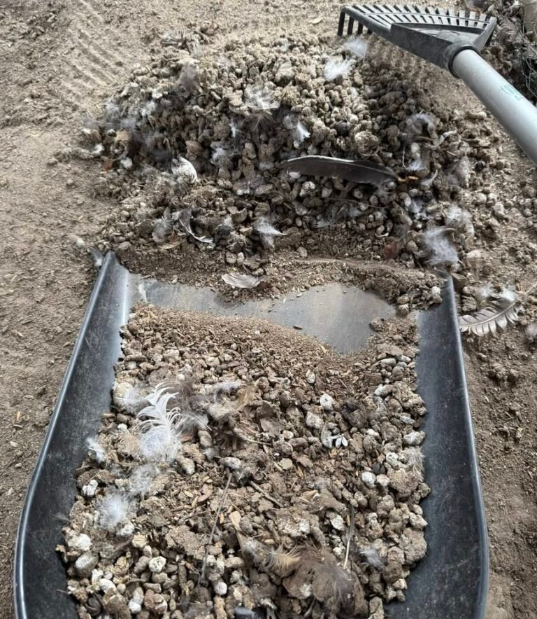 How to Compost Chicken Manure at Homestead: Step-by-Step Guide