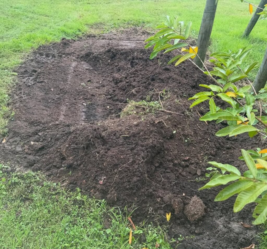 How to Compost Chicken Manure at Homestead: Step-by-Step Guide
