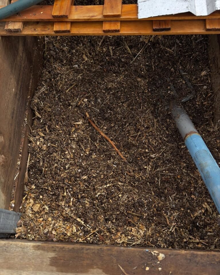 How to Compost Chicken Manure at Homestead: Step-by-Step Guide