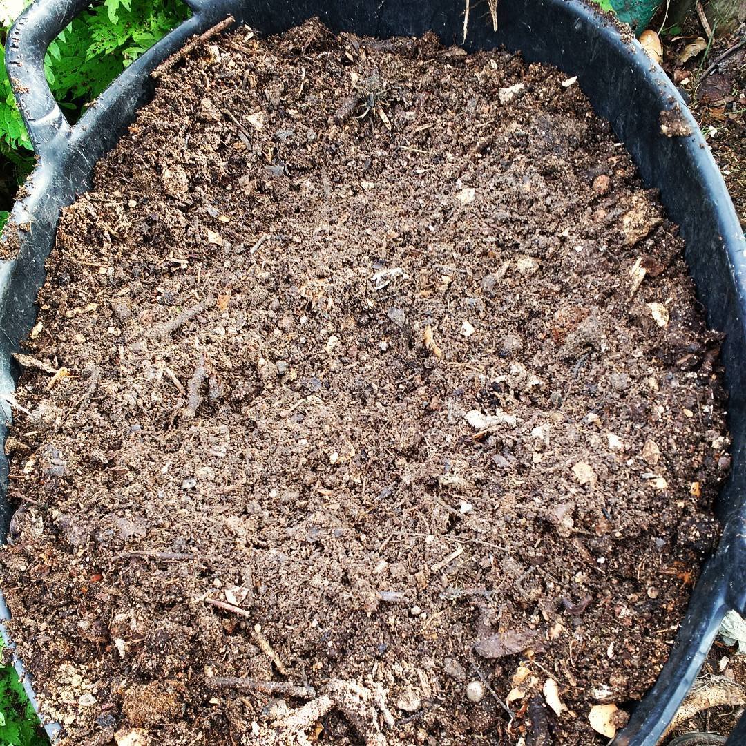 How to Compost Chicken Manure at Homestead: Step-by-Step Guide