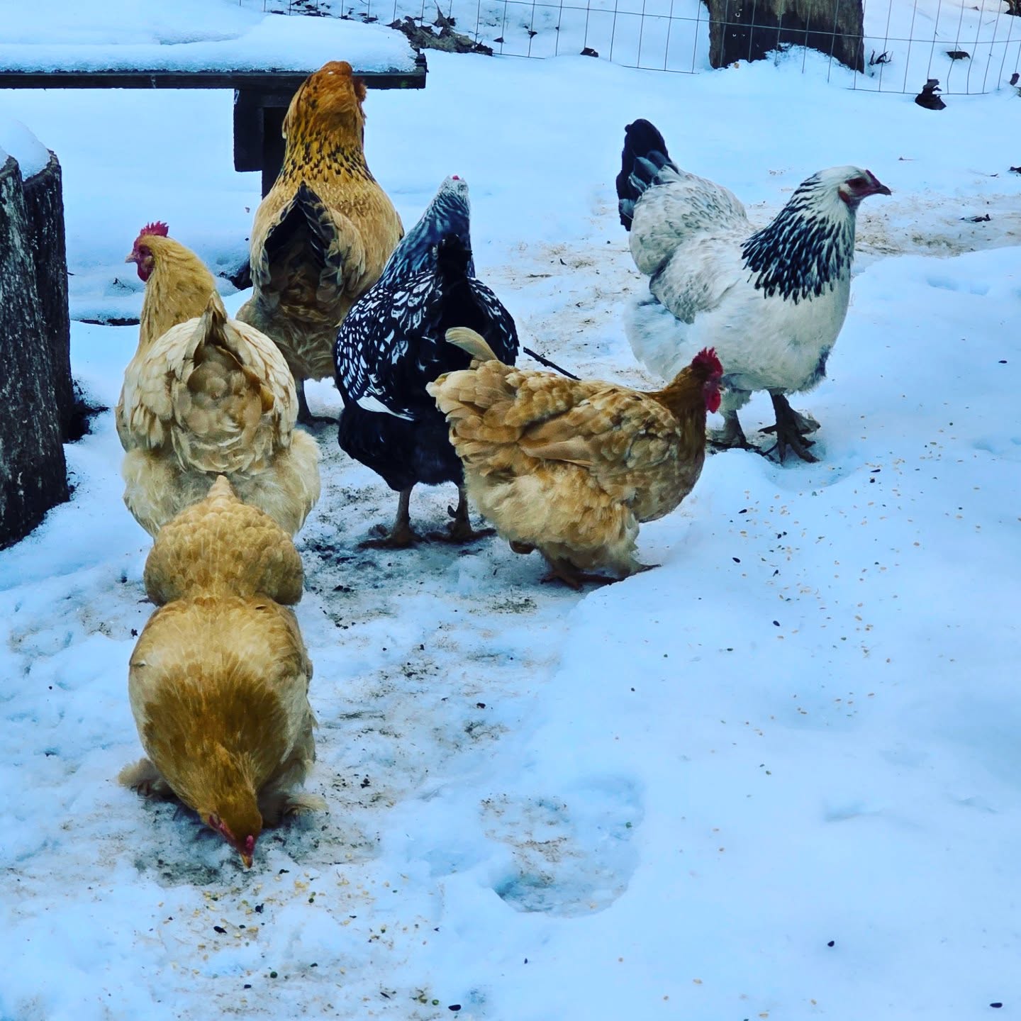 10 Smart Ways to Winterize Chicken Coop & Run