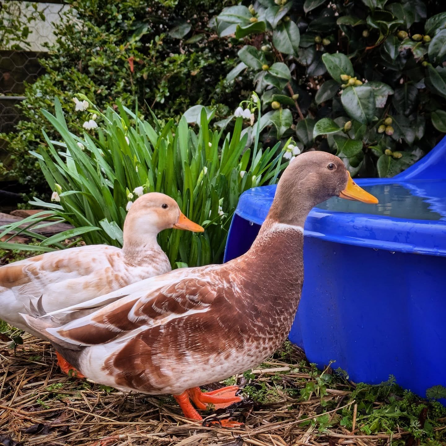 An Ultimate Guide to Raising Ducks for Eggs and Meat