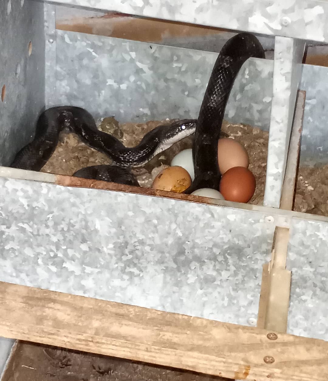 How to Keep Snakes Out of Your Chicken Coop (Naturally)