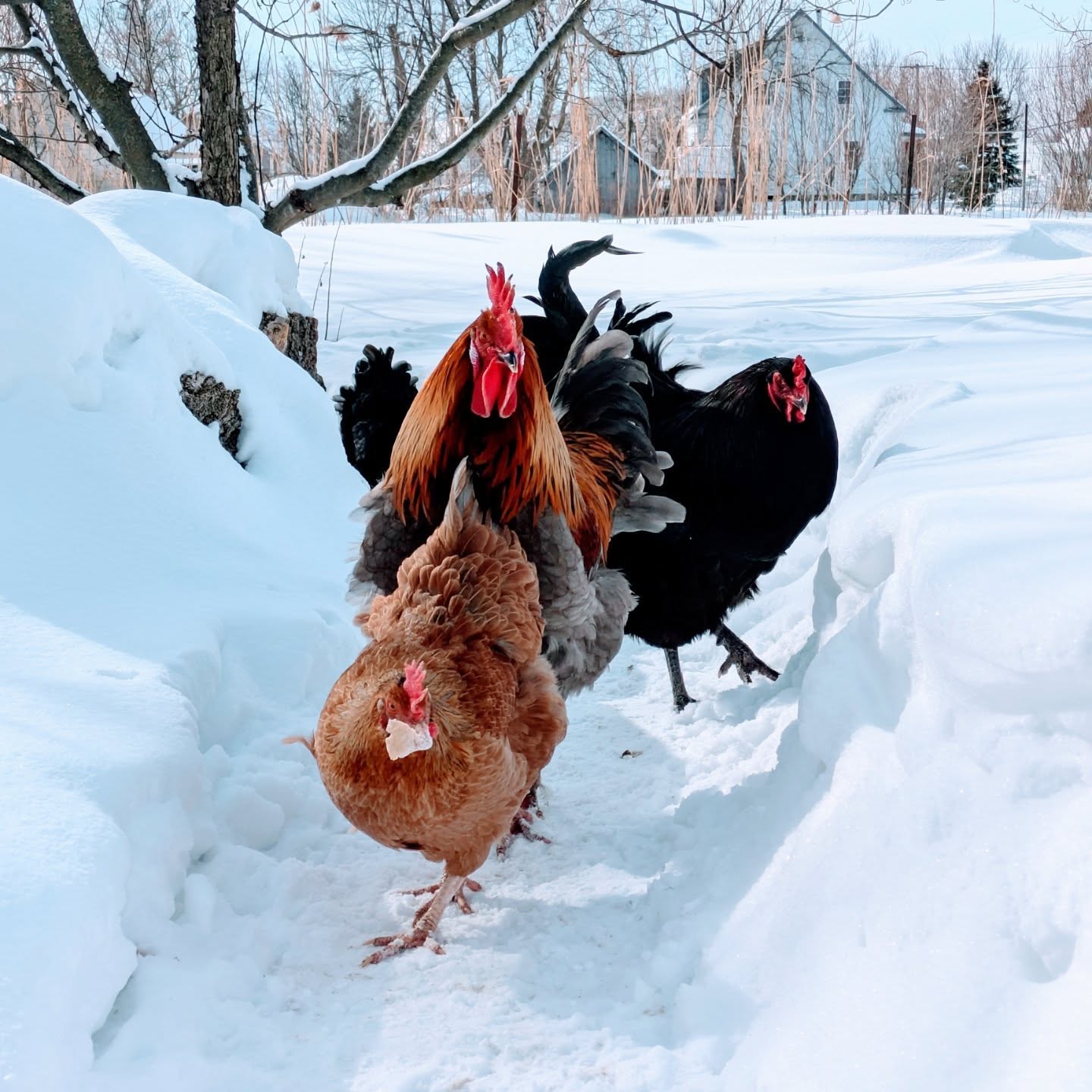 The Guide to Choosing Cold Hardy Chickens