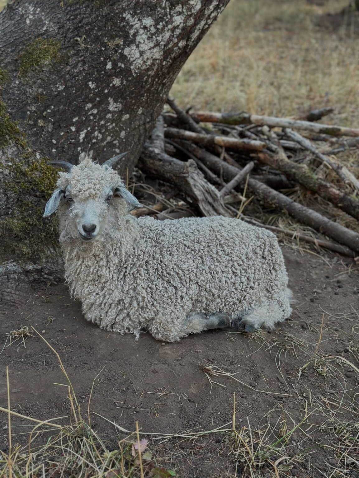 15 Best Goats for Land Clearing and Brush Control