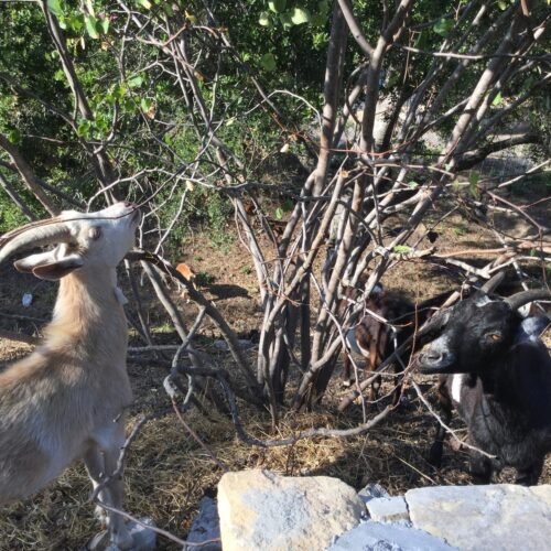 15 Best Goats for Land Clearing and Brush Control