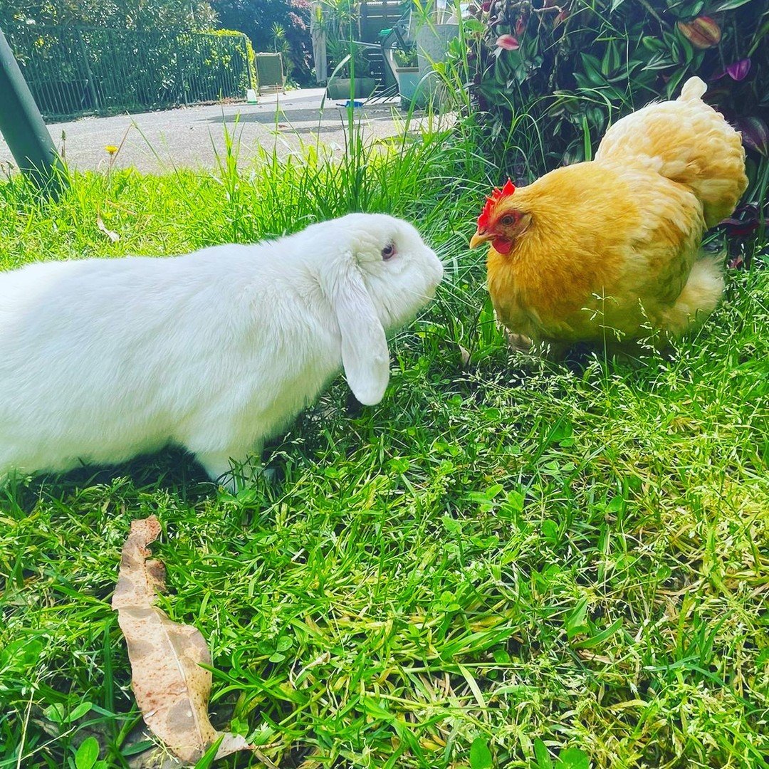 Rabbits or Chickens for Homestead? My Honest Opinion!!!