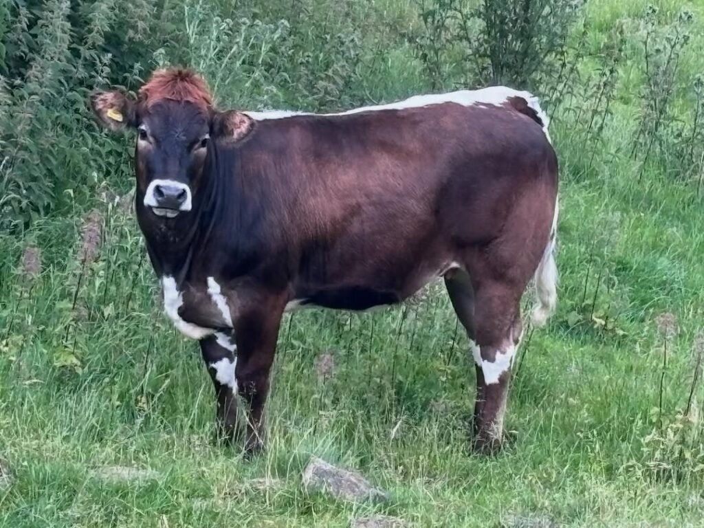 10 Best Milk Cow Breeds for Small Farms and Homesteads
