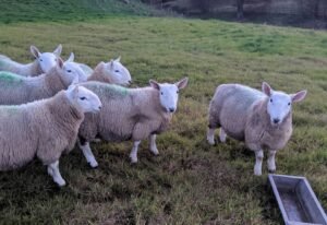 8 Best Small Sheep Breeds for Acreages & Backyard Homesteads