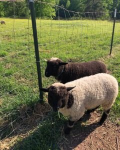 8 Best Small Sheep Breeds for Acreages & Backyard Homesteads