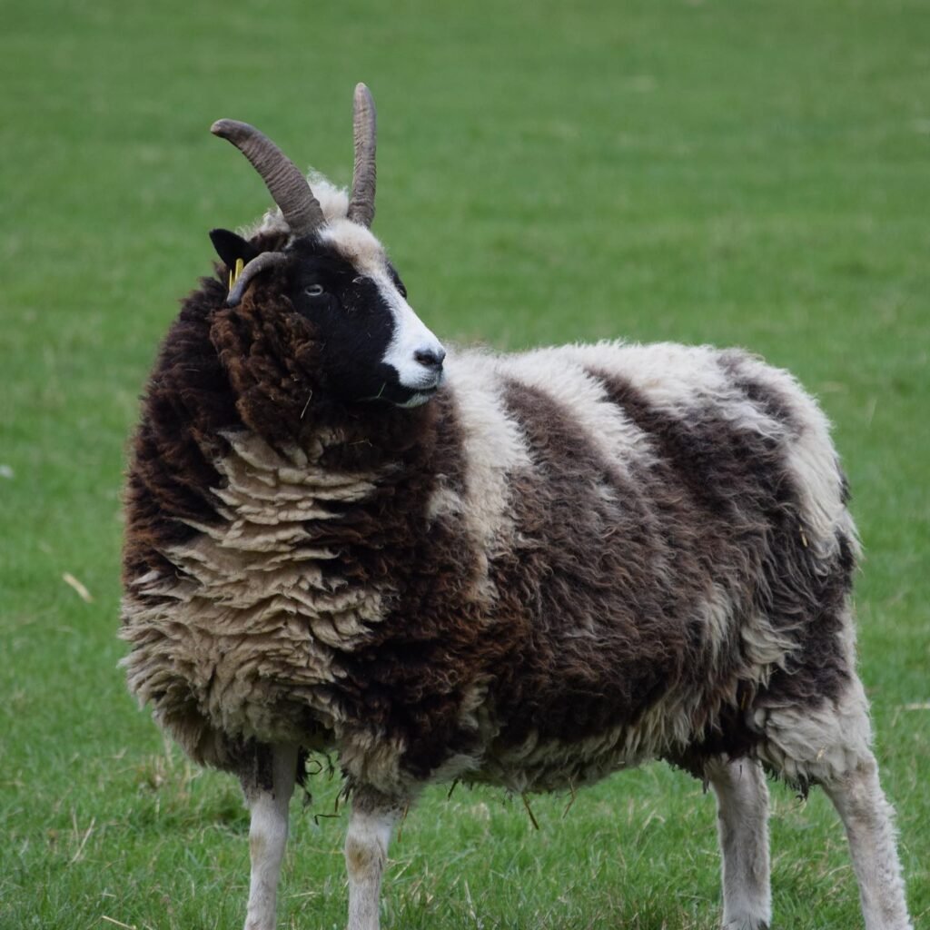 10 Best Wool Sheep Breeds for High Quality Fiber (with Pictures)