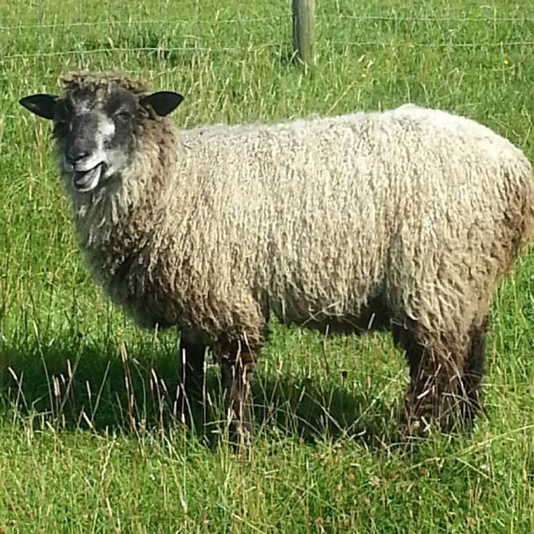 10 Best Wool Sheep Breeds for High Quality Fiber (with Pictures)