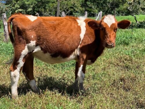10 Best Milk Cow Breeds for Small Farms and Homesteads