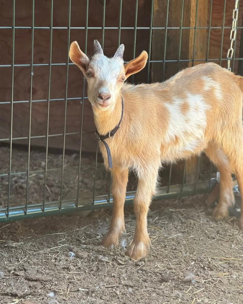 10 Best Small Goat Breeds for Small Homesteads & Hobby Farms