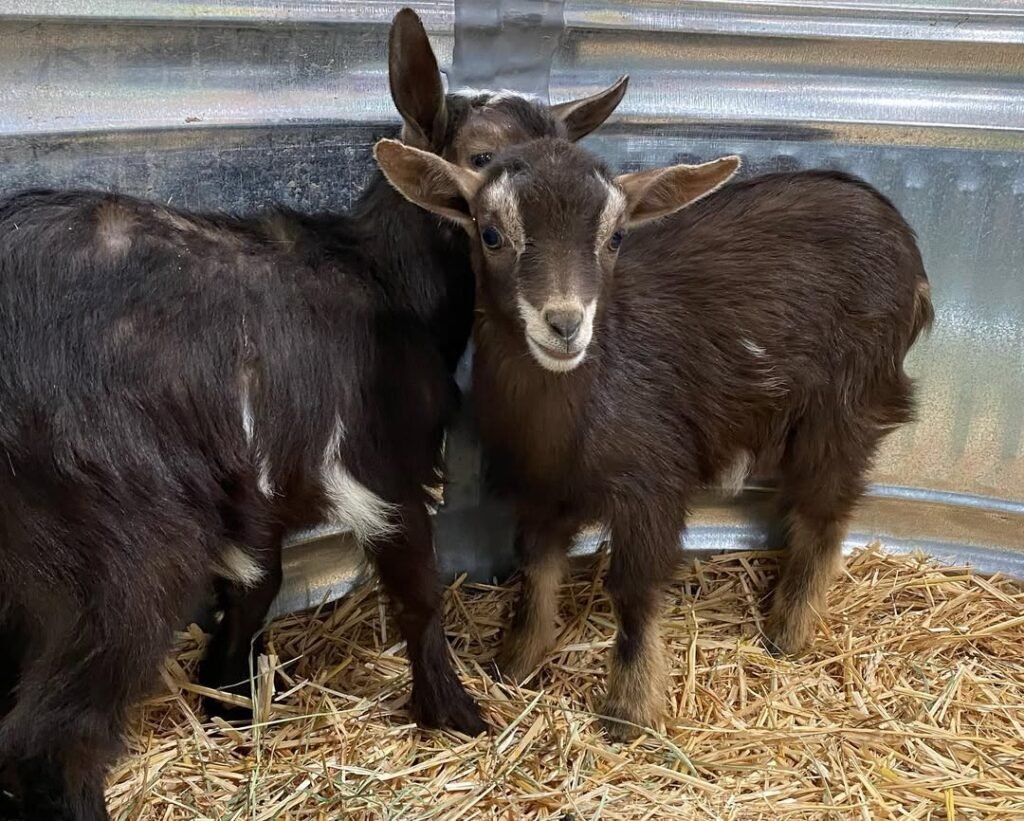 10 Best Small Goat Breeds for Small Homesteads & Hobby Farms