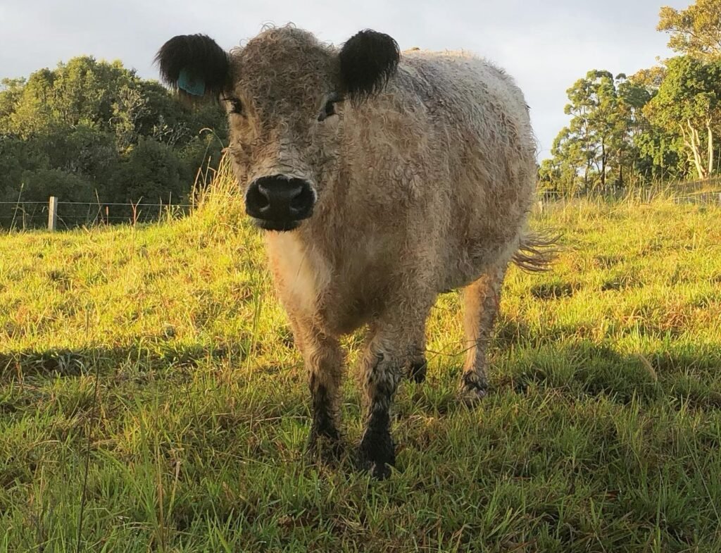 10+ Best Miniature Cow Breeds (With Pictures)