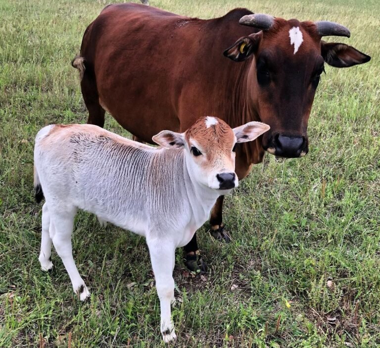 10+ Best Miniature Cow Breeds (With Pictures)