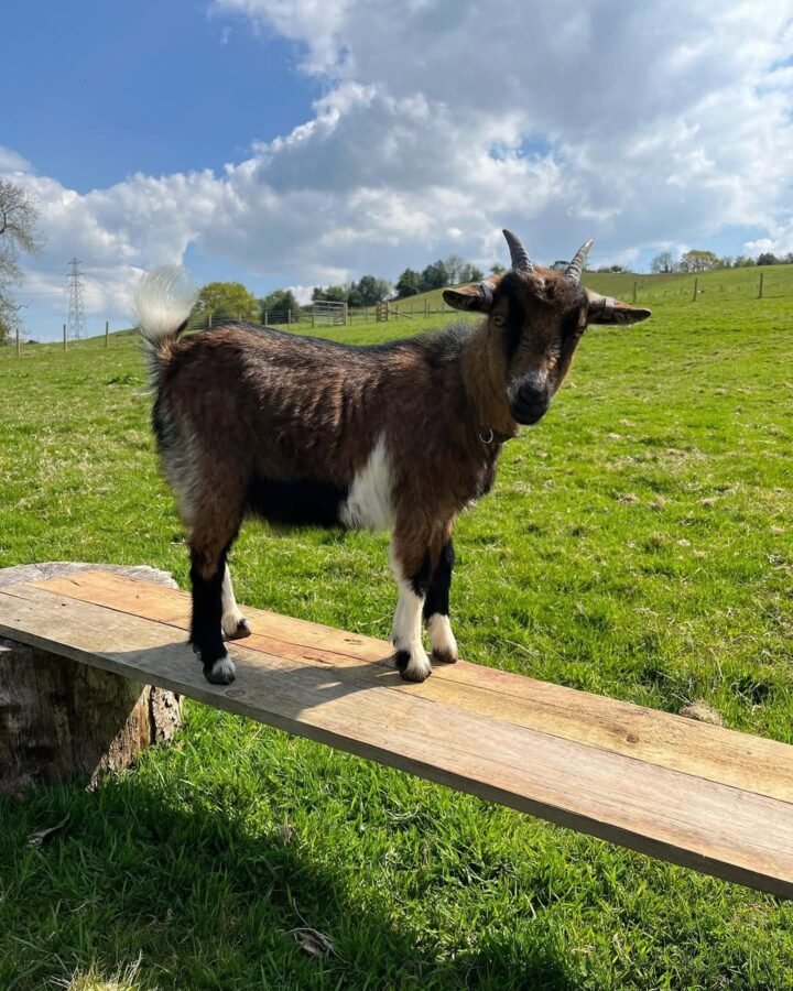 10 Best Small Goat Breeds for Small Homesteads & Hobby Farms
