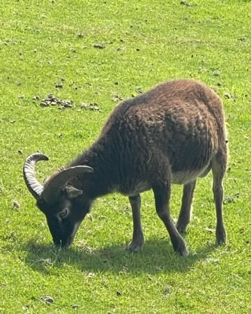 8 Best Small Sheep Breeds for Acreages & Backyard Homesteads
