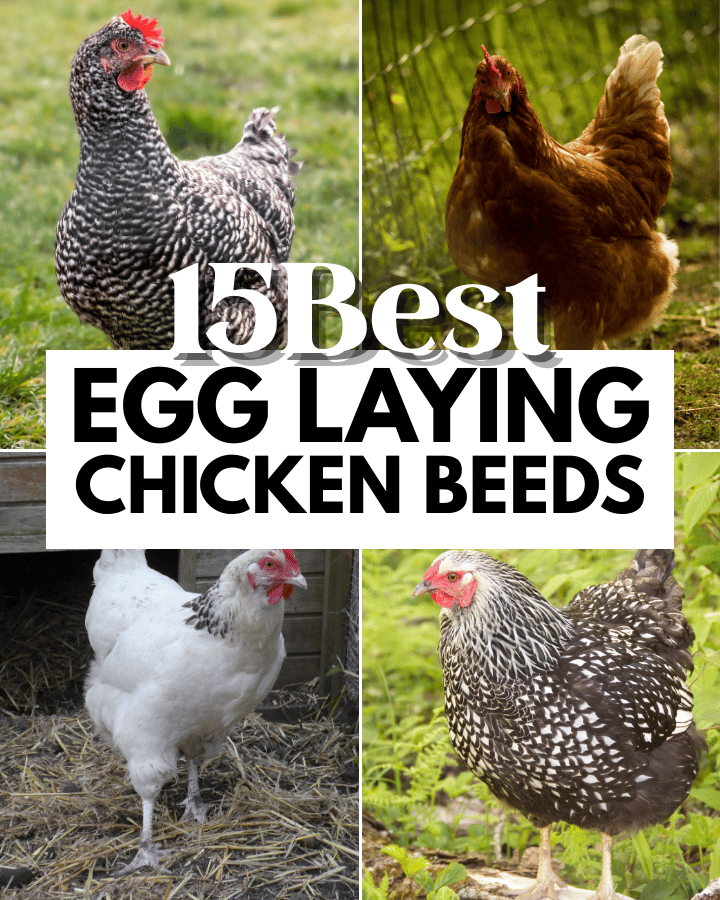 15 Best Egg-Laying Chicken Breeds for a Productive Homestead