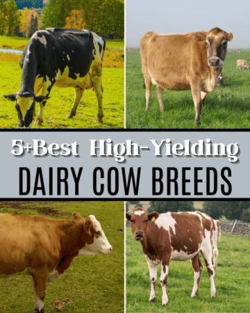 10 Best Milk Cow Breeds for Small Farms and Homesteads