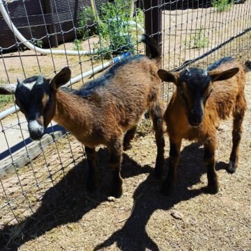 10 Best Small Goat Breeds for Small Homesteads & Hobby Farms