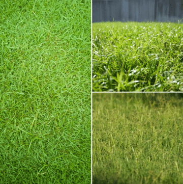 10+ Best Grasses for Cattle Feed (with Pictures)