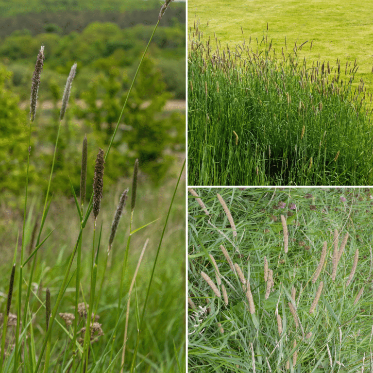 10+ Best Grasses for Cattle Feed (with Pictures)