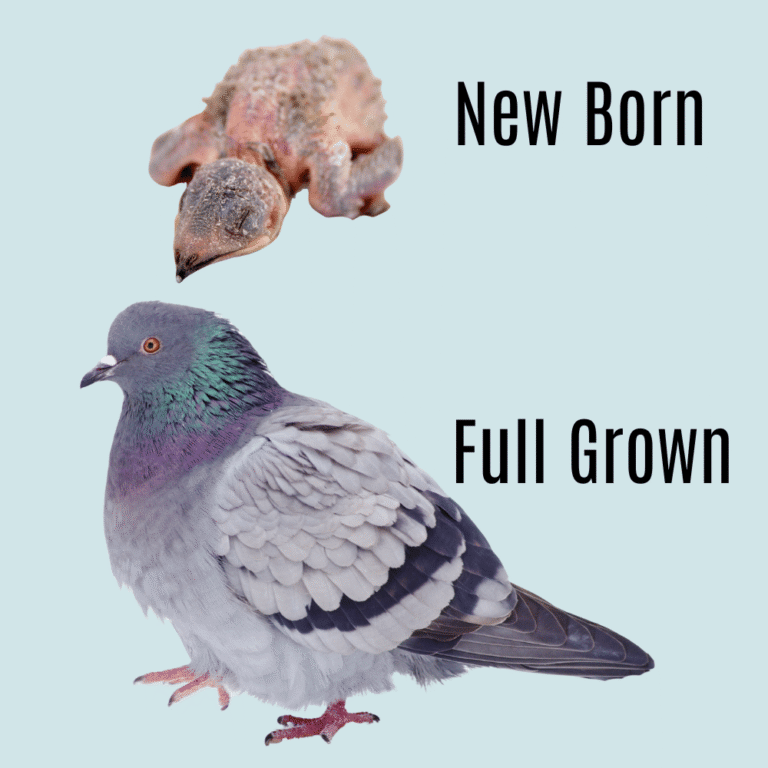 Ultimate Guide to Raising Pigeons for Meat (Squab)